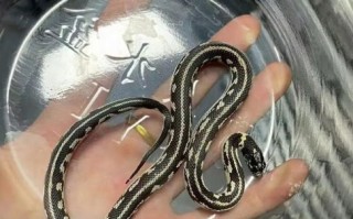 玉米蛇价格多少钱_玉米蛇价格影响因素