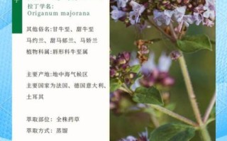 马郁兰精油的功效与作用_马郁兰精油怎么用