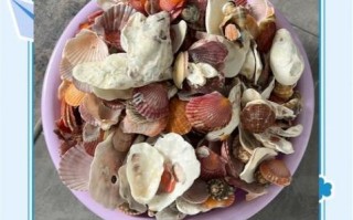 贝类海鲜怎么清洗_贝类海鲜的做法大全