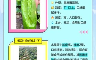 沙窝萝卜和青萝卜的区别_哪个更好吃