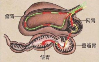 牛内脏有哪些部位_牛内脏营养价值高吗