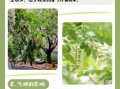 北方的洋槐花什么时候开花_洋槐花几月开