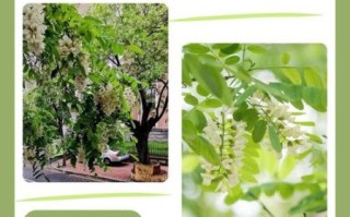 北方的洋槐花什么时候开花_洋槐花几月开