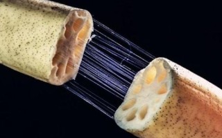 藕断丝连是什么意思_藕断丝连的典故由来