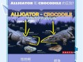 鳄鱼是鱼吗_鳄鱼为什么不是鱼类