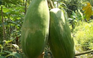 没熟的木瓜怎么做好吃_木瓜不熟能吃吗