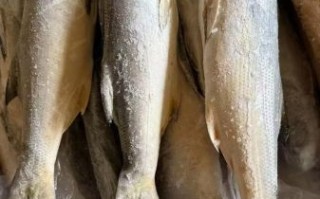 马友鱼多少钱一斤_马友鱼价格为什么差距大