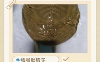 如何快速杀甲鱼_杀甲鱼视频教程