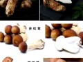 松树蘑菇种类大全_如何区分松蘑与松茸