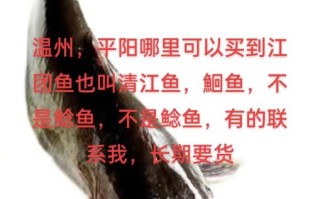 鮰鱼和清江鱼哪个贵_鮰鱼清江鱼价格对比