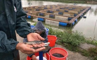 叉尾鱼怎么做好吃_叉尾鱼的营养价值