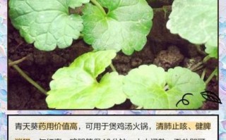 青天葵的功效与作用_青天葵怎么吃效果最好