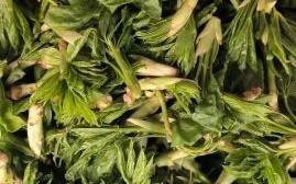 东北山野菜有哪些_东北山野菜图片大全及名字