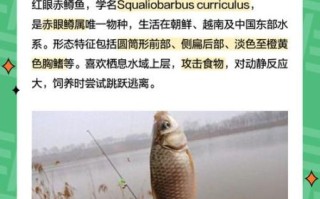 红眼鱼吃什么_红眼鱼怎么钓