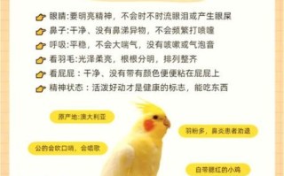 玄凤鹦鹉多少钱一只_价格区间与选购指南