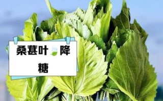 桑树叶泡水有什么功效_桑树叶泡水能降血糖吗