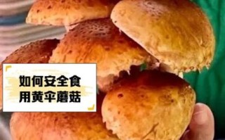 黄蘑菇有毒吗_黄蘑菇怎么做好吃