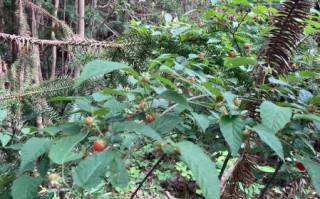 树莓树长什么样_树莓树和覆盆子区别