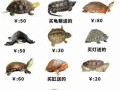 金钱龟图片_价格表多少钱一只