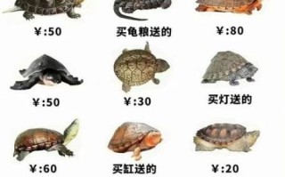 金钱龟图片_价格表多少钱一只