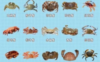 螃蟹有几条腿_螃蟹几条腿儿