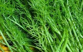 茴香可以生吃吗_生吃茴香安全吗