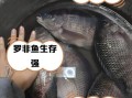 罗非鱼为什么不能吃_罗非鱼吃了有什么危害