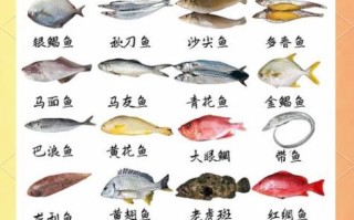 海鱼大全图片及名称_如何快速识别常见海鱼