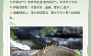 攀鲈鱼吃什么食物_攀鲈鱼人工饲养喂什么