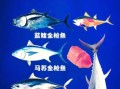 金枪鱼有几种品种_蓝鳍黄鳍大目区别
