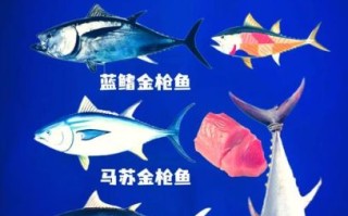 金枪鱼有几种品种_蓝鳍黄鳍大目区别