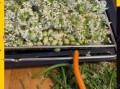 韭菜花怎么做好吃_韭菜花酱做法大全