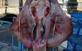 老板鱼哪些部位不能吃_老板鱼内脏能吃吗