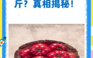 吃了三天西红柿瘦了_真的假的