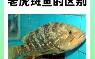 老虎斑和石斑鱼哪个贵_价格差异到底有多大