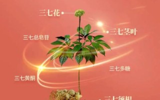 三七草长什么样_三七草和三七区别