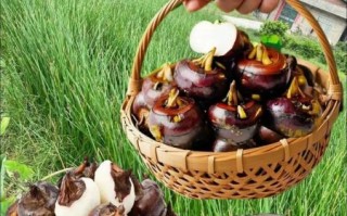 荸荠和马蹄是一样的吗_荸荠马蹄区别在哪里