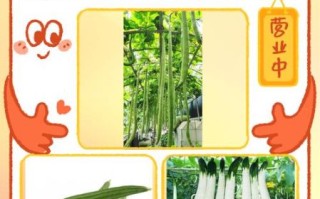 白丝瓜怎么挑选_白丝瓜的营养价值