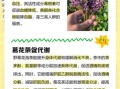葛花泡水喝的功效与作用_葛花泡水喝的正确方法