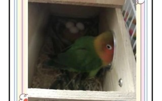 牡丹鹦鹉繁殖技巧_牡丹鹦鹉多久下一次蛋