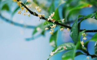 桂花图片高清_如何拍摄出高清桂花细节