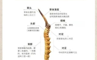 北虫草的功效与作用_北虫草和冬虫夏草的区别