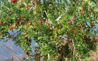 枸杞树图片大全大图_枸杞树长什么样