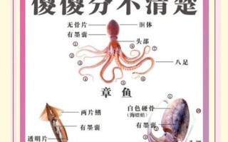 鱿鱼和墨鱼的区别_墨鱼和鱿鱼哪个更好吃