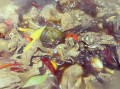 兔子怎么红烧才好吃_红烧兔肉做法步骤