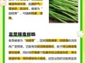 韭菜的功效与作用_韭菜壮阳是真的吗