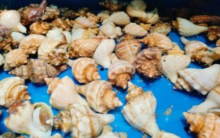 香螺煮多久才熟_香螺焯水几分钟最佳
