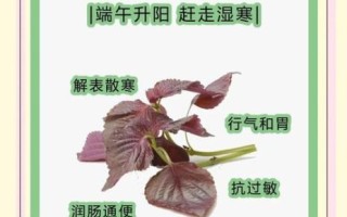 紫苏叶的功效与作用_紫苏叶怎么吃最好