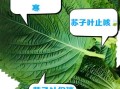 苏子叶图片长什么样_如何辨别真假苏子叶