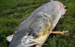 鳡鱼图片多少钱一斤_鳡鱼价格行情